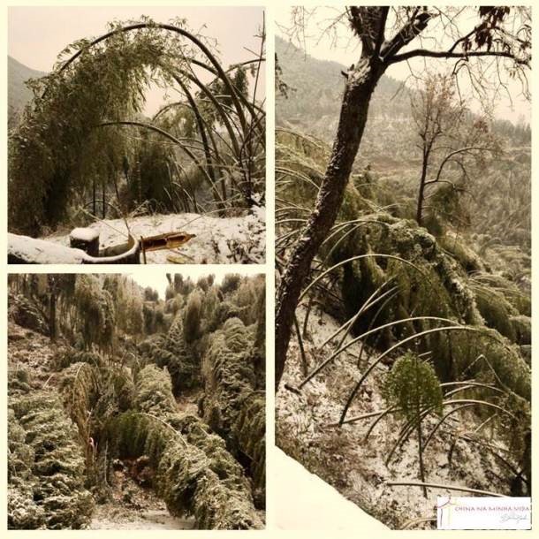 Bambu Chinês x Estudos