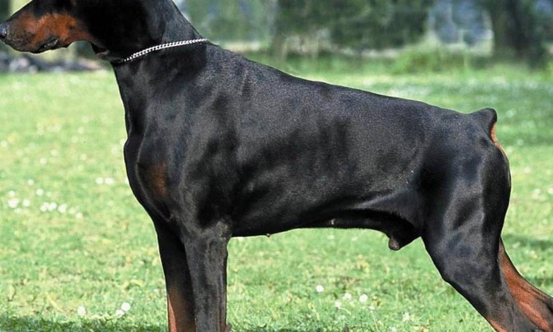 Práticas de Caudectomia, Conchectomia, Cordectomia e Onicectomia ...