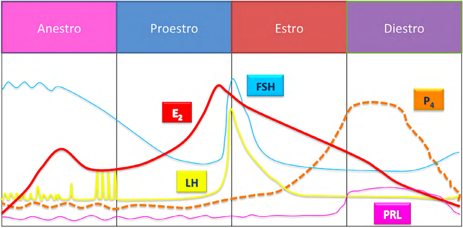 Fisiologia do Ciclo Estral dos Animais Domésticos | Jusbrasil