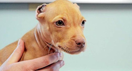 Práticas de Caudectomia, Conchectomia, Cordectomia e Onicectomia ...