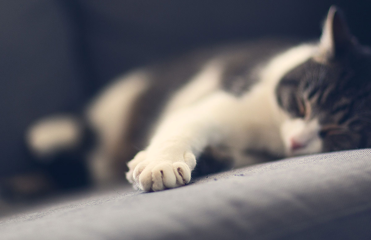 Práticas de Caudectomia, Conchectomia, Cordectomia e Onicectomia ...